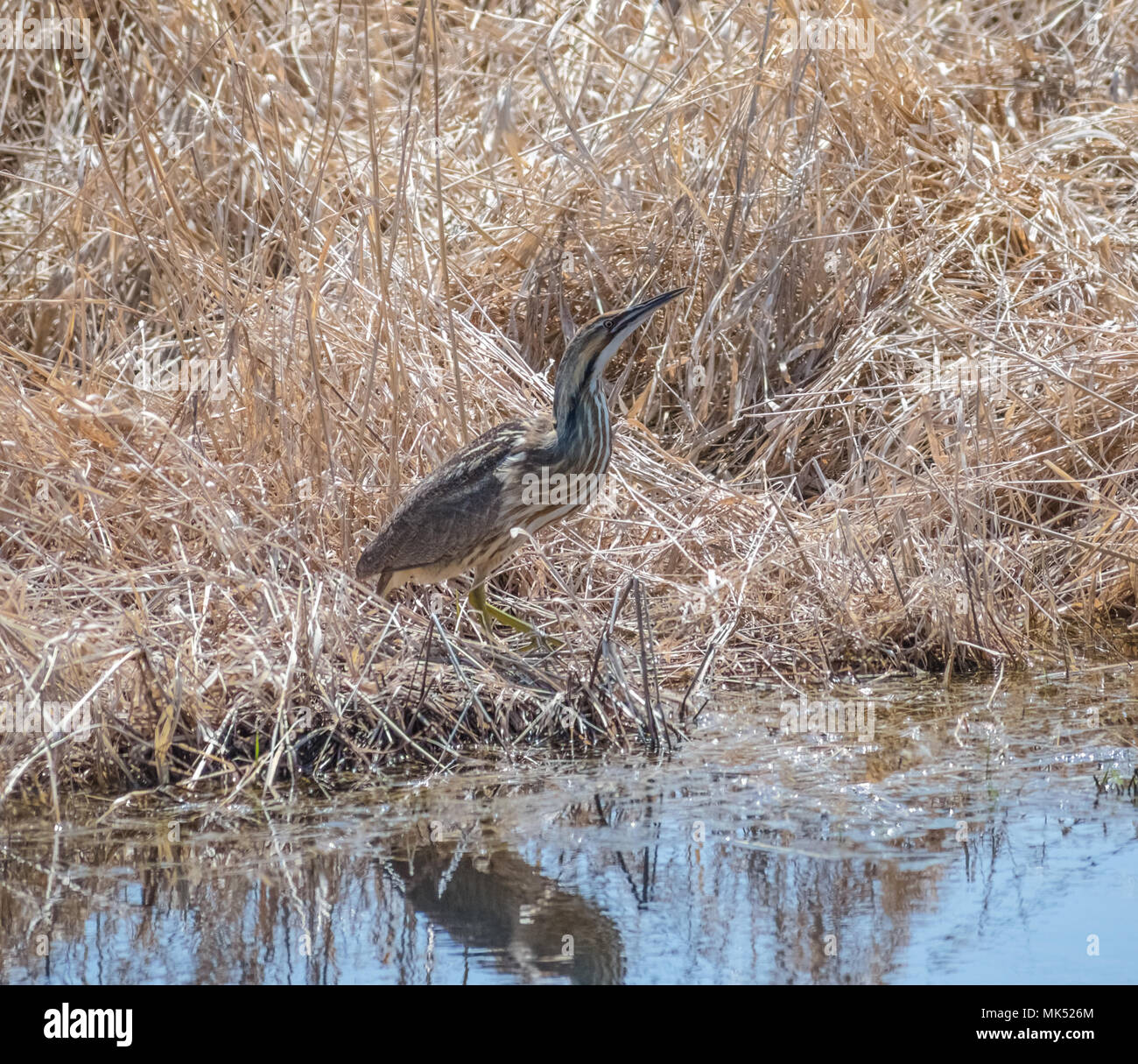 Marshland wildlife scene hi-res stock photography and images - Alamy Marshland wildlife scene hi-res stock photography and images - Alamy