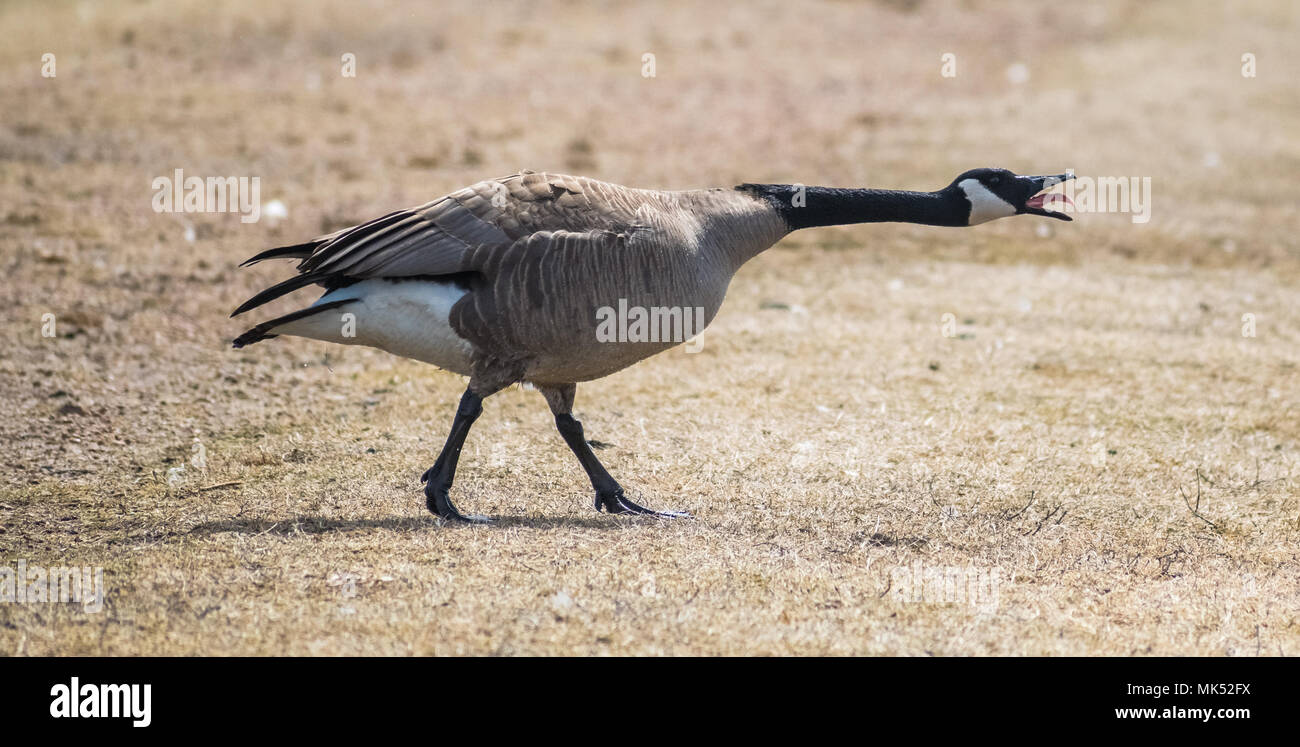 Squawking bird hi-res stock photography and images - Alamy