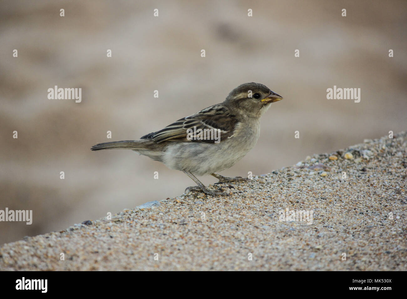 Little bird key hi-res stock photography and images - Alamy