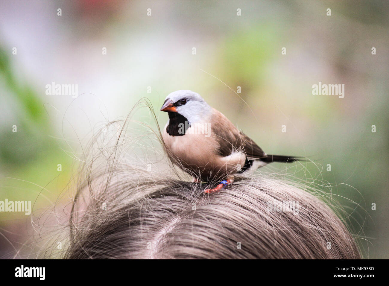 Happy girls gather hi-res stock photography and images - Alamy