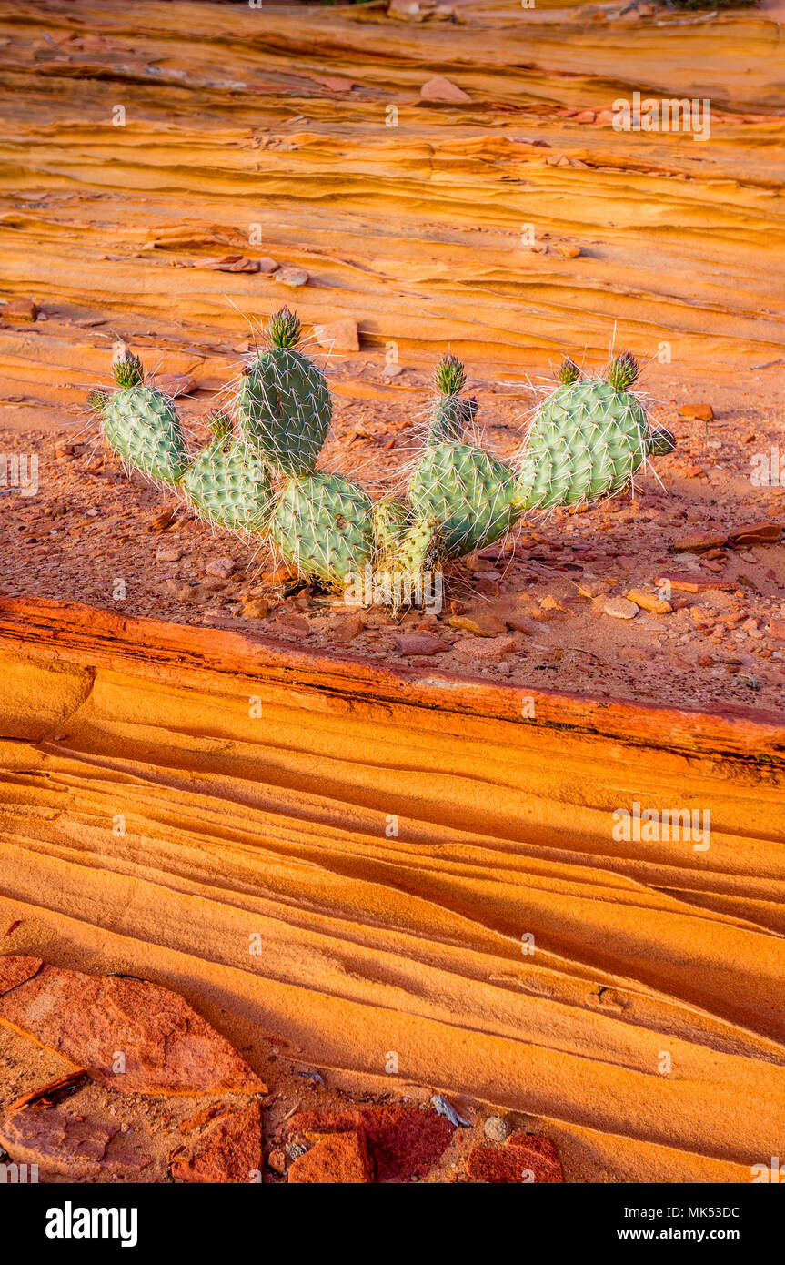 Prickly pear cactus on sandstone formation in South Coyote Buttes area ...