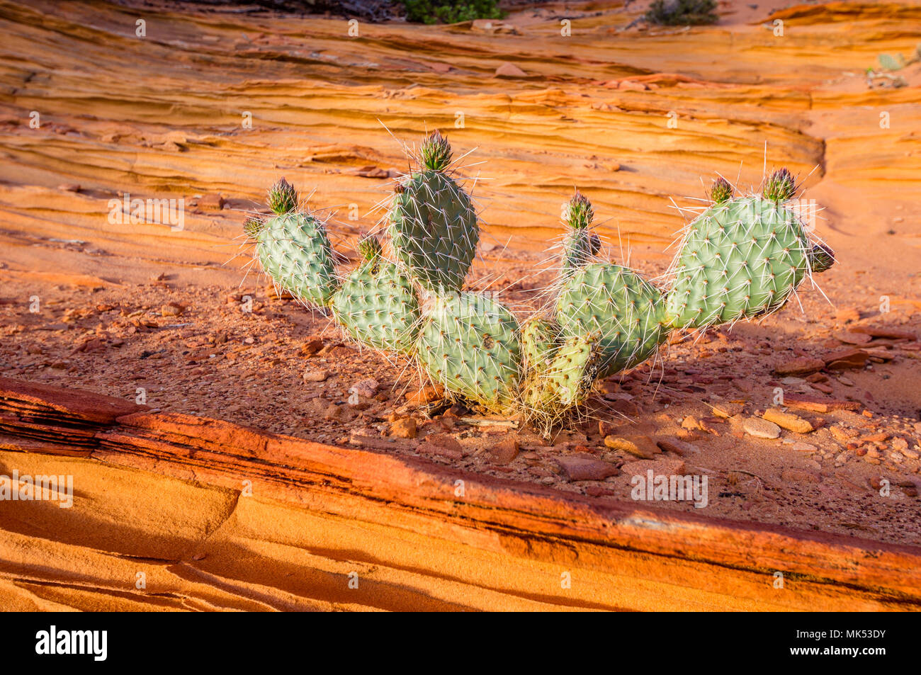 Prickly pear cactus on sandstone formation in South Coyote Buttes area ...