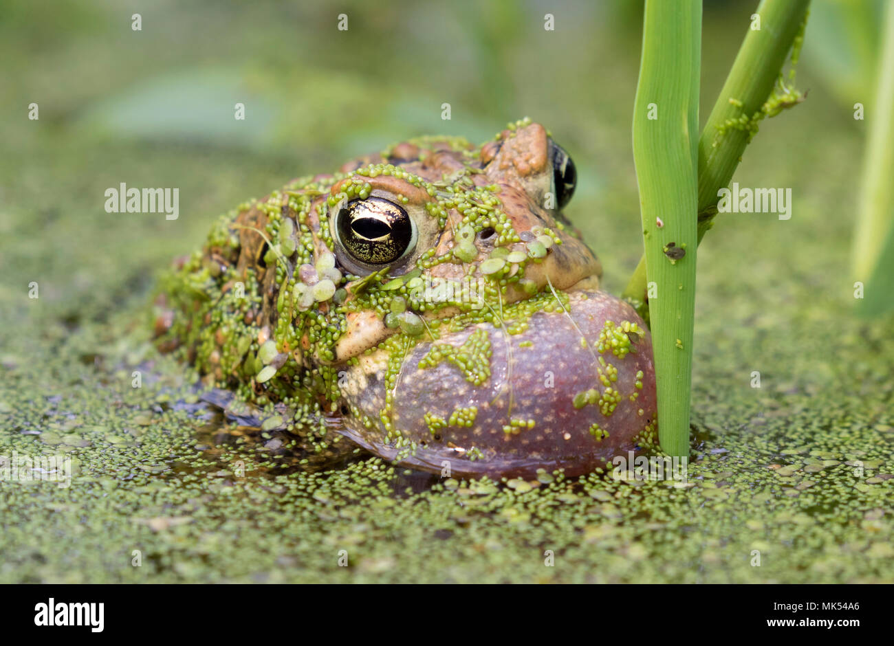 Male American toad (Anaxyrus americanus) calling sac inflated, covered ...