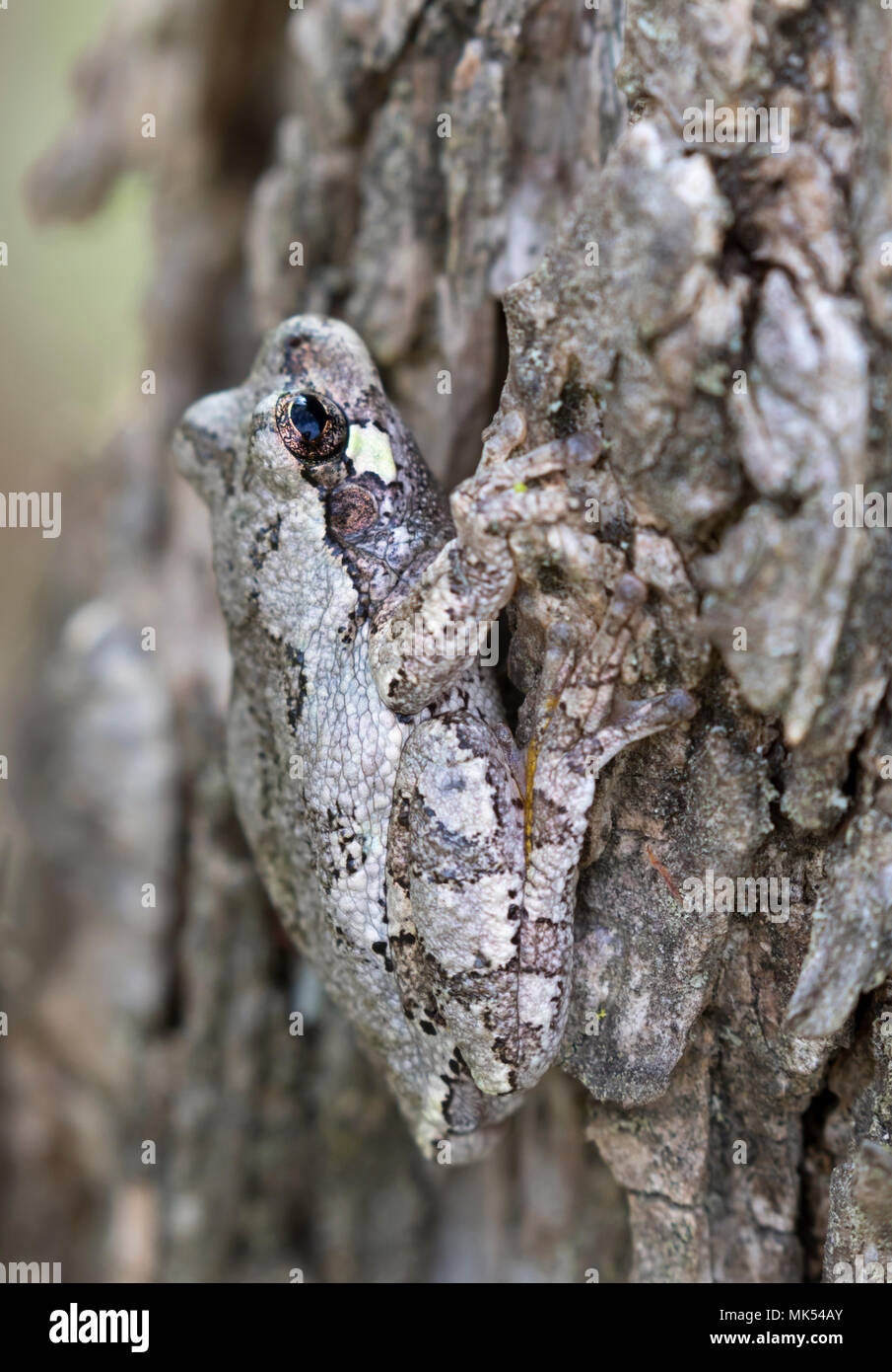 Gray treefrog (Hyla versicolor) camouflaging on the bark of elm tree ...