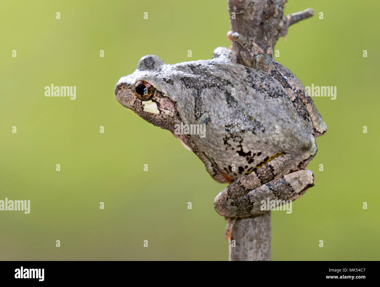 Gray treefrog (Dryophytes [Hyla] versicolor) on a tree branch, Iowa ...