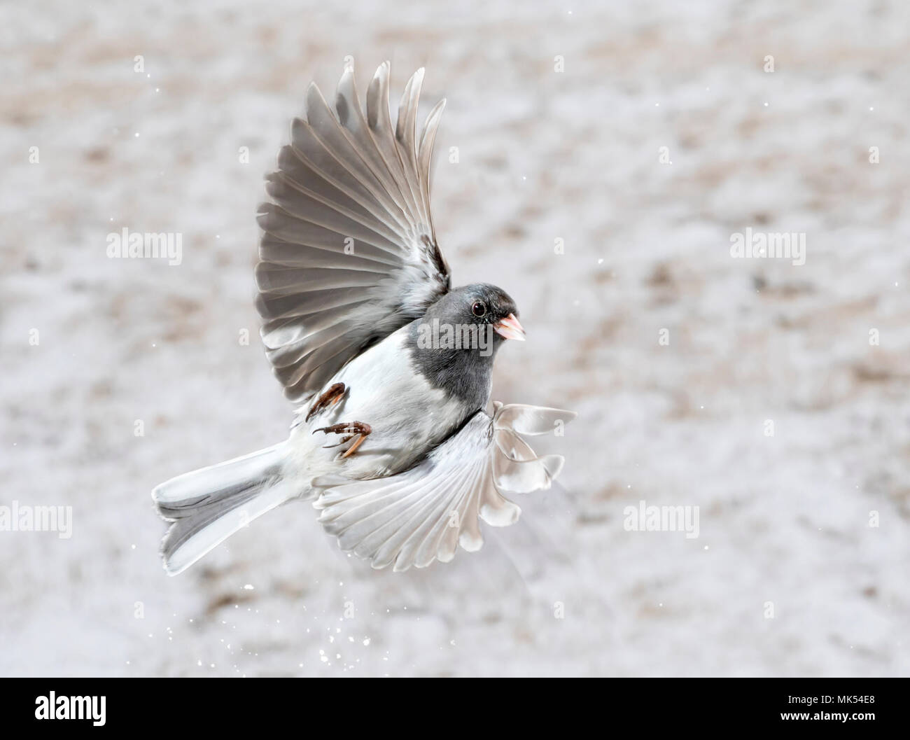 Small flying wildlife hi-res stock photography and images - Alamy