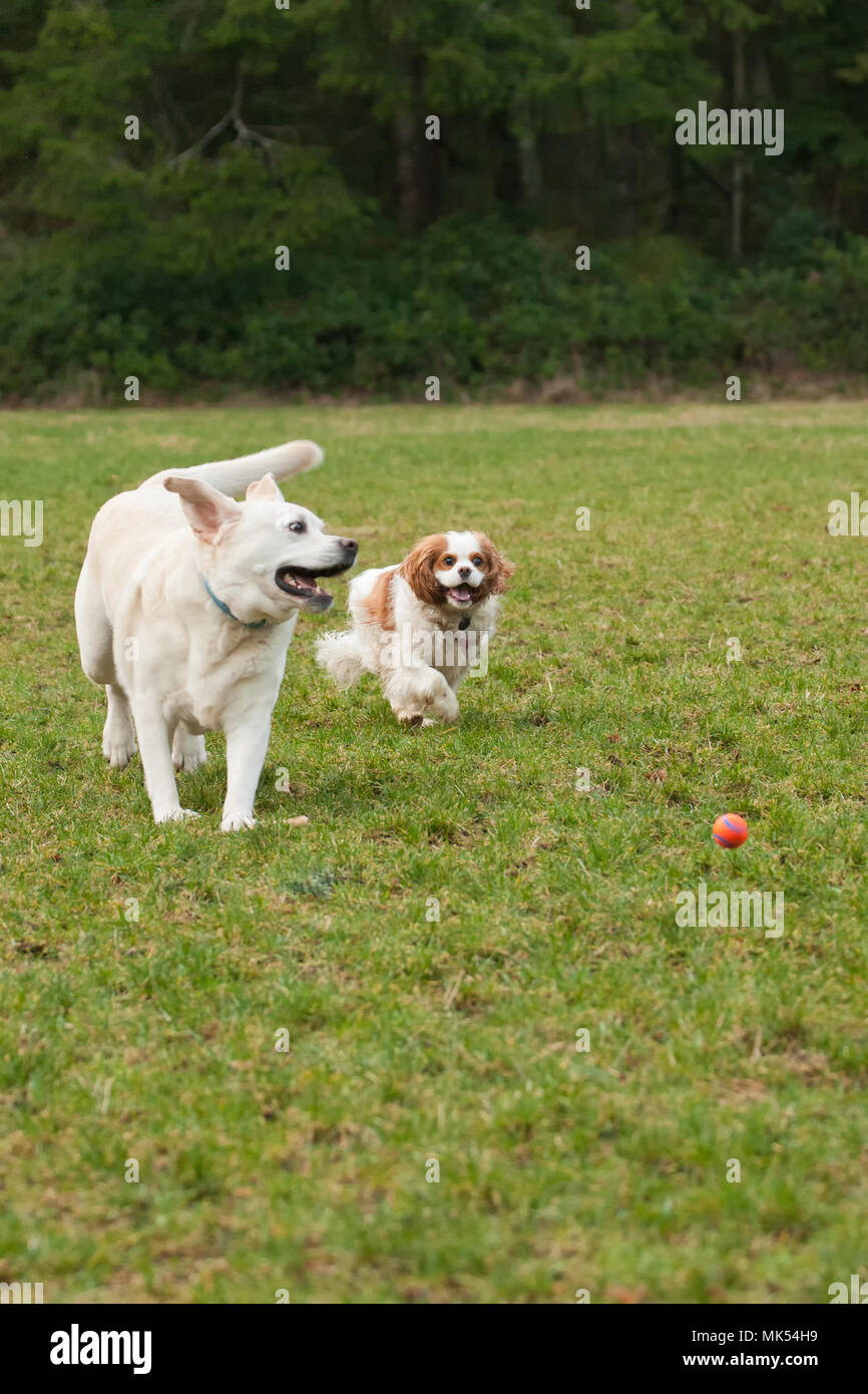 Issaquah, Washington, USA. English Yellow Labrador, "Murphy", and ...