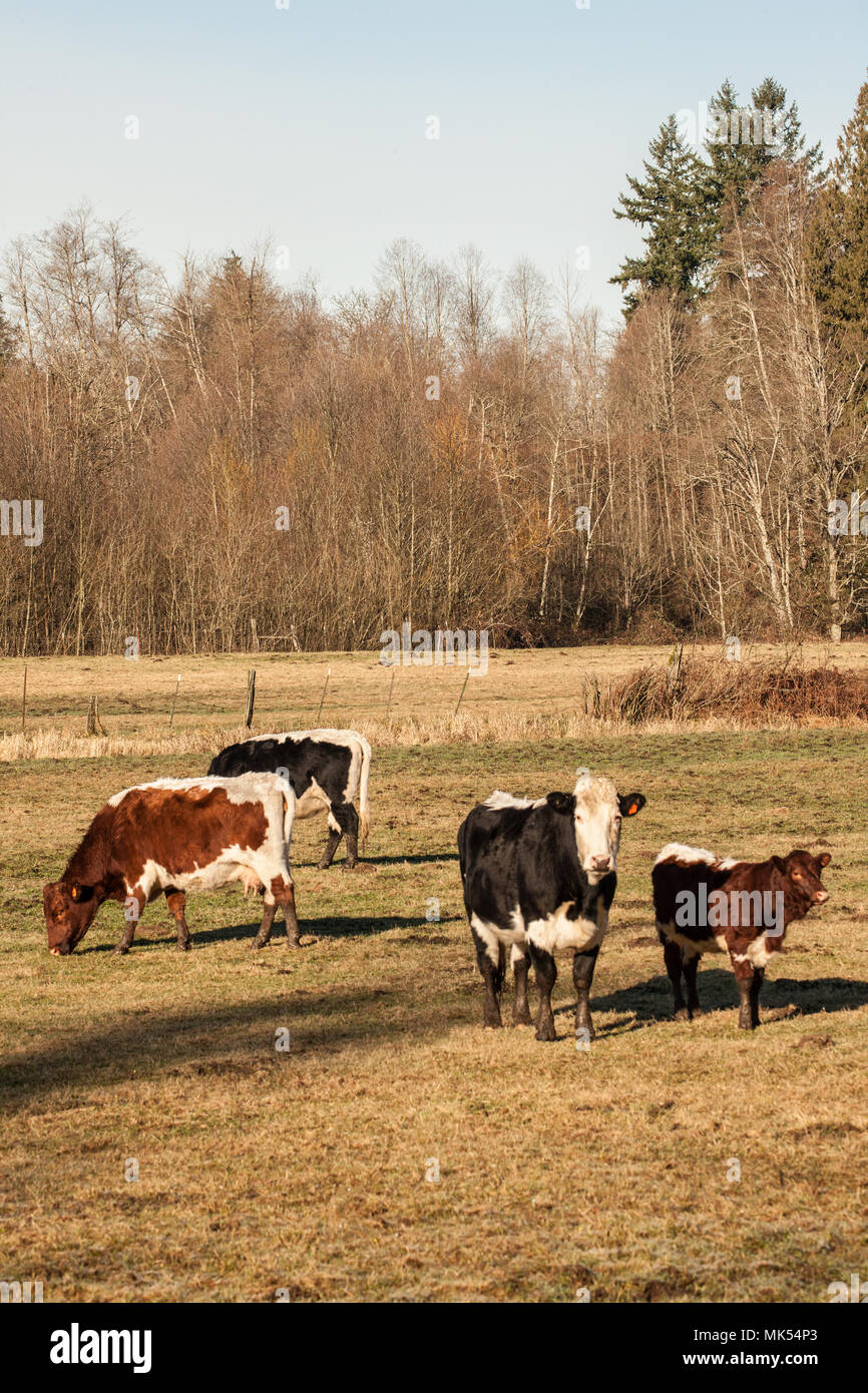 Beef cattle grazing in pasture hi-res stock photography and images - Alamy
