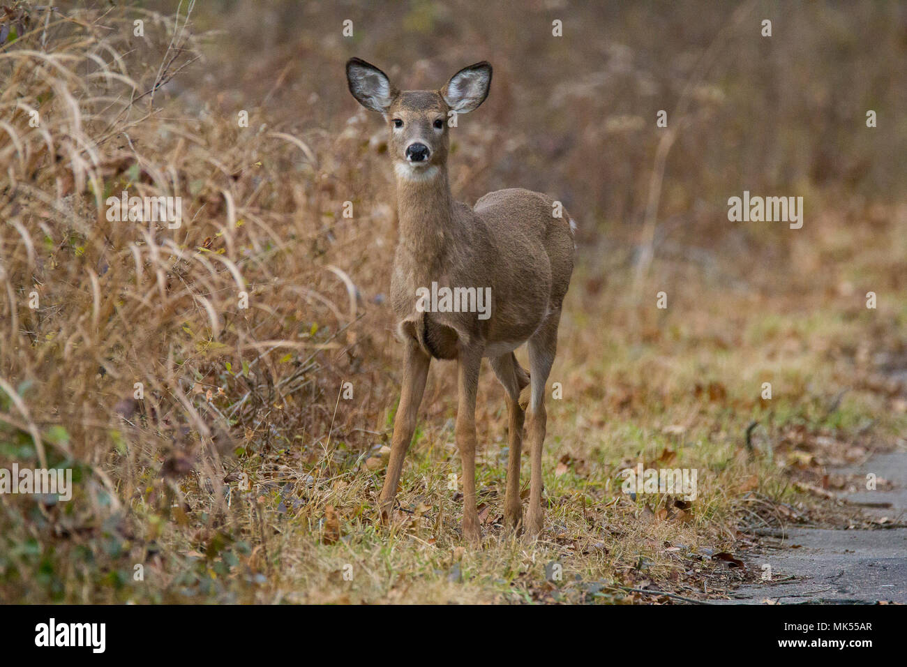 Connecticut deer hi-res stock photography and images - Alamy
