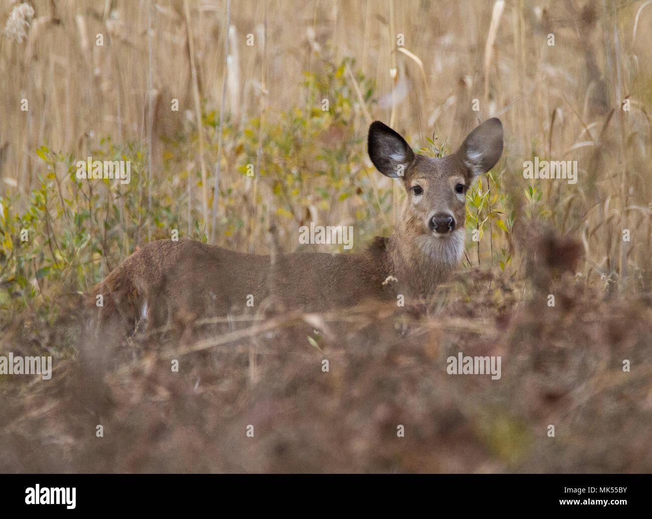 Connecticut deer hi-res stock photography and images - Alamy