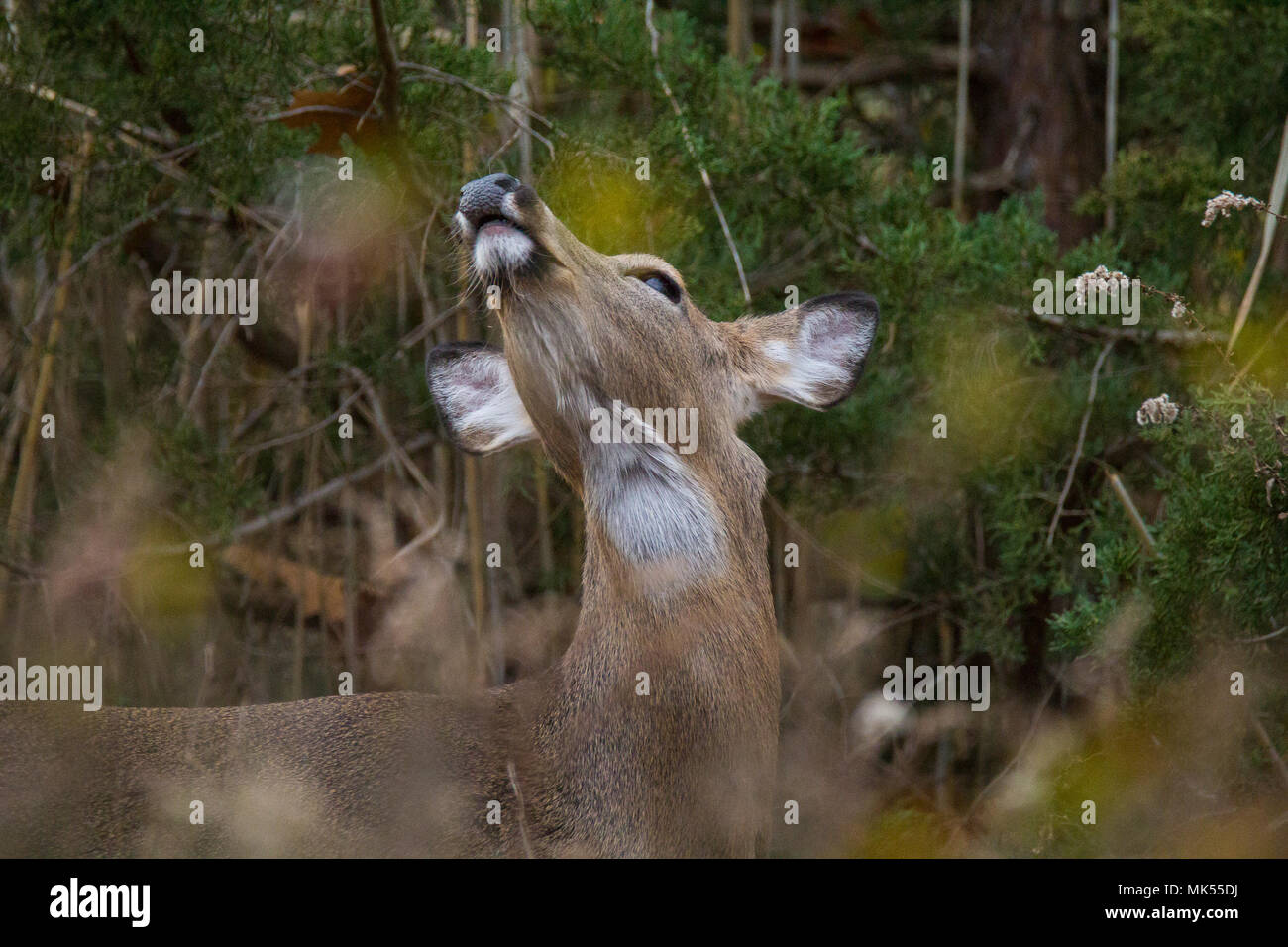 Connecticut deer hi-res stock photography and images - Alamy