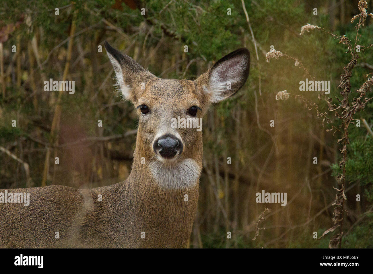 Connecticut deer hi-res stock photography and images - Alamy