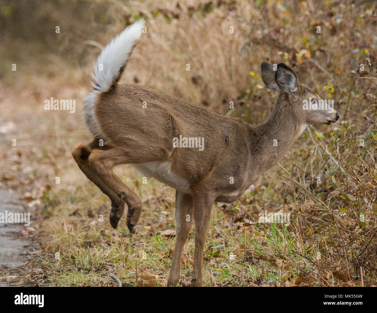 Connecticut deer hi-res stock photography and images - Alamy