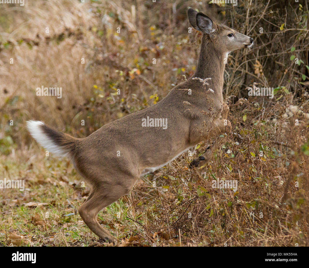 Connecticut deer hi-res stock photography and images - Alamy