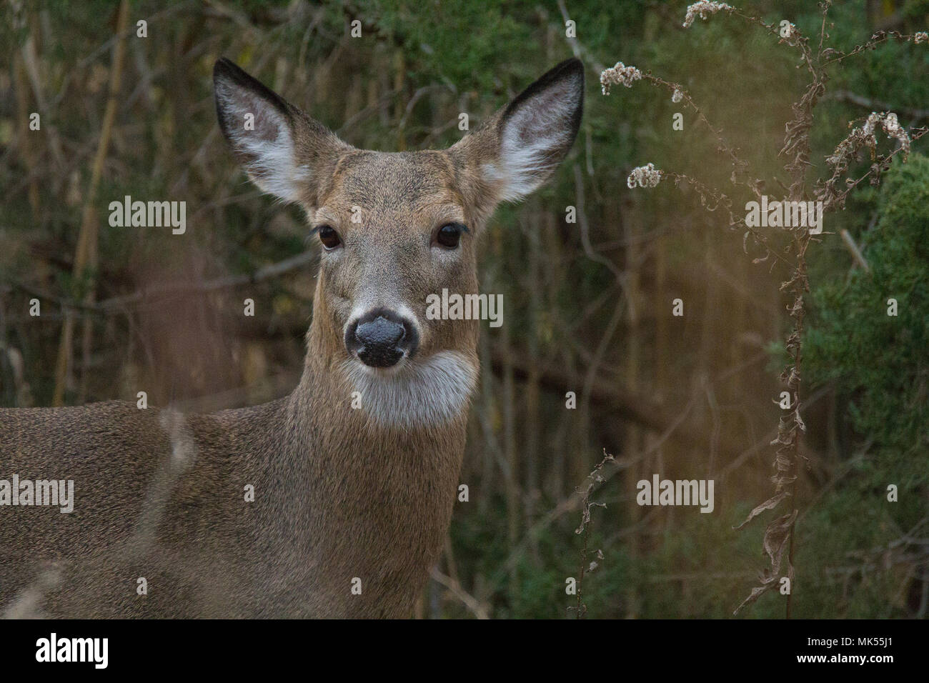 Connecticut deer hi-res stock photography and images - Alamy