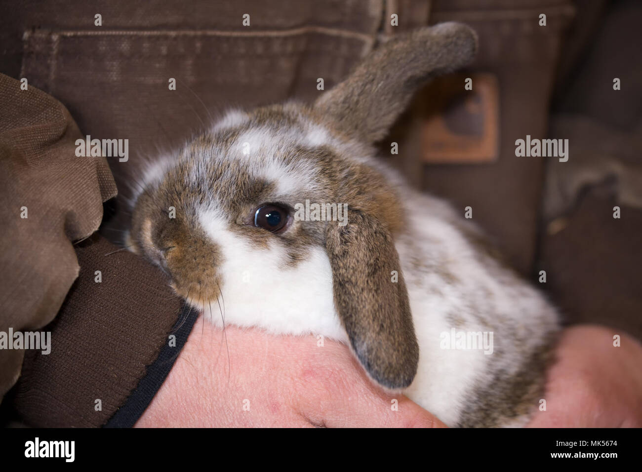 Mr rabbit hi-res stock photography and images - Alamy