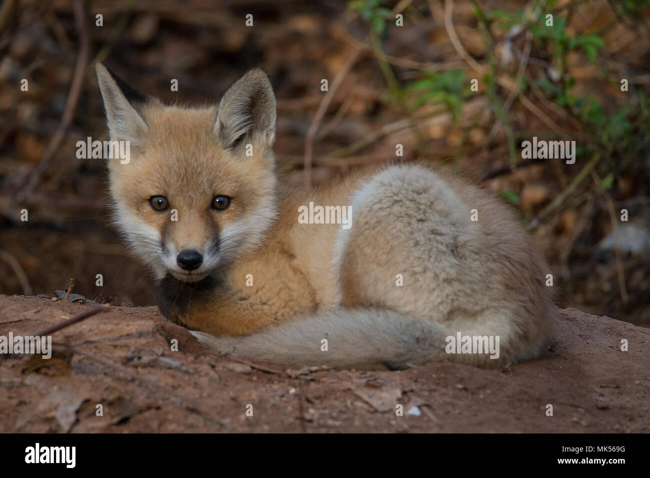 Baby foxes hi-res stock photography and images - Alamy