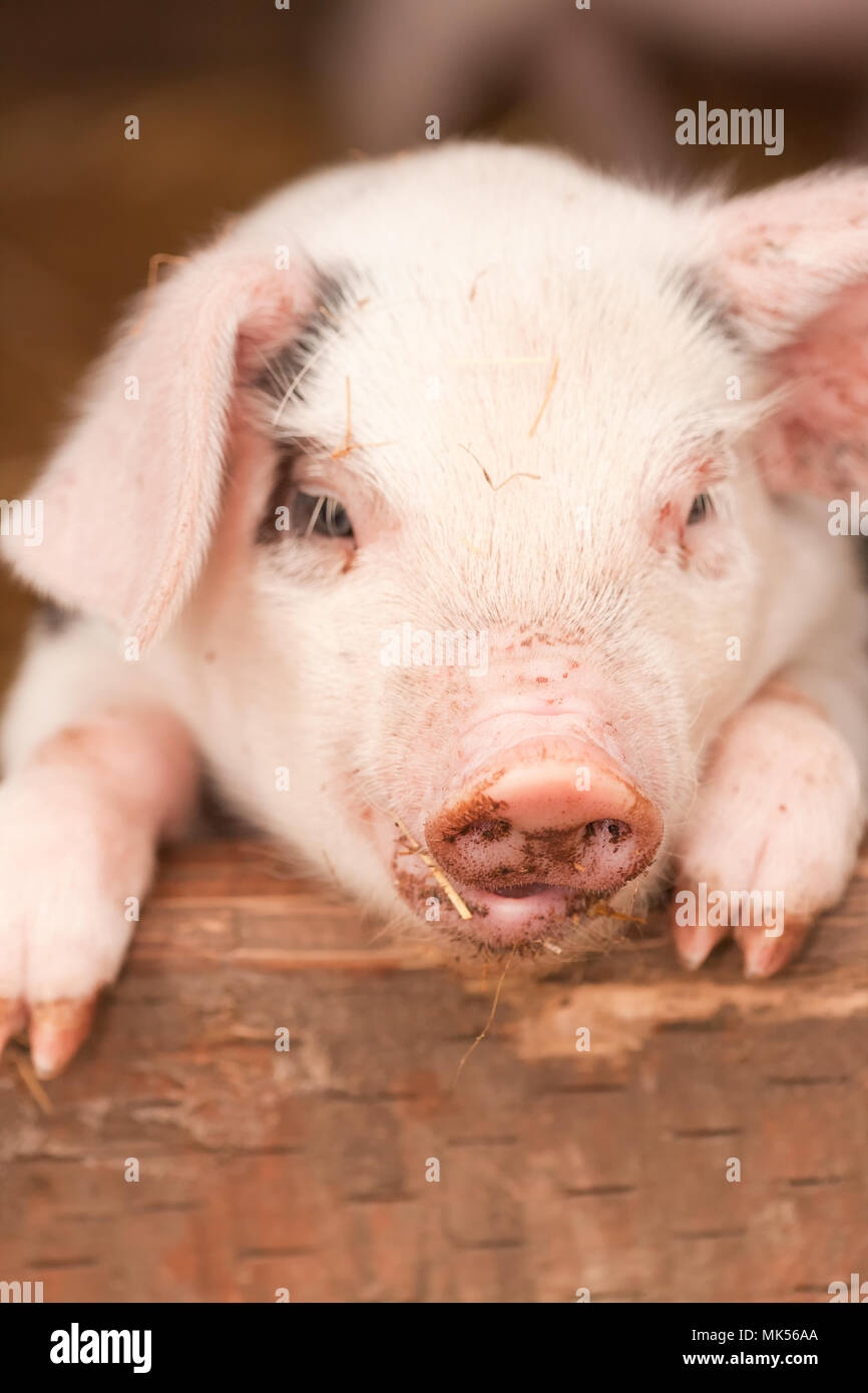 Carnation, Washington, USA. Gloucester Old Spot piglet portrait as it ...