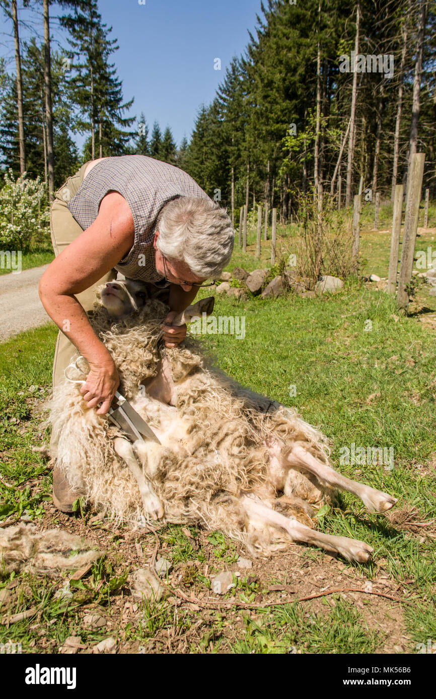 Woman Sheep Shearing High Resolution Stock Photography and Images - Alamy