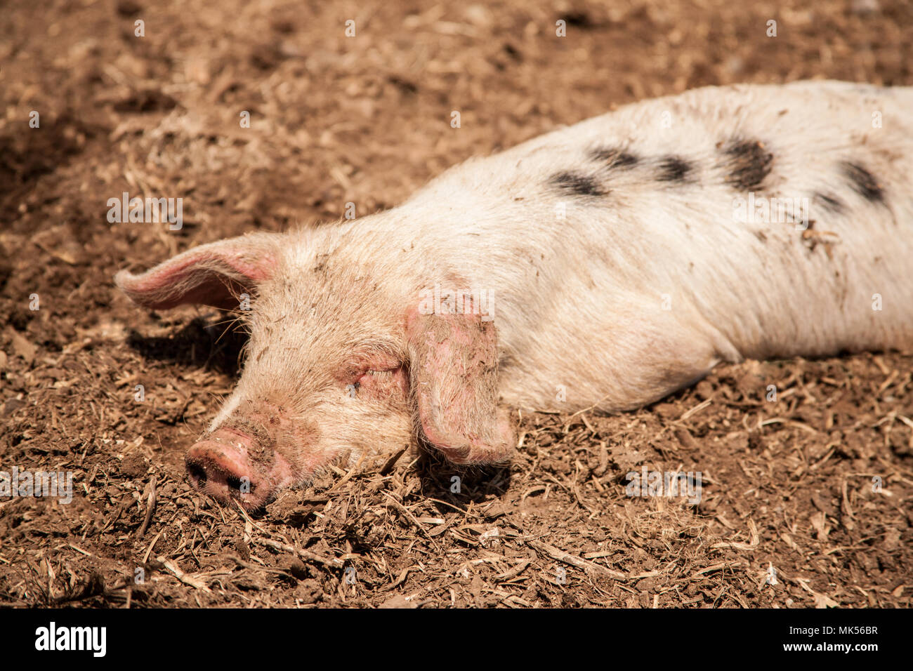 Sty hi-res stock photography and images - Alamy