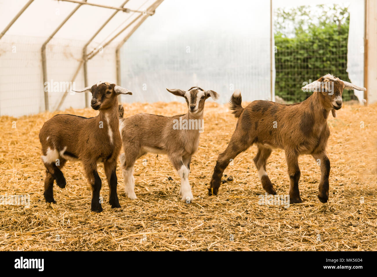Alpine Dairy Goat Kids