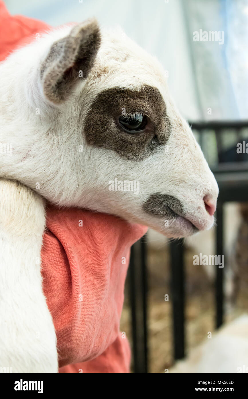 Side profile woman with lamb hi-res stock photography and images - Alamy