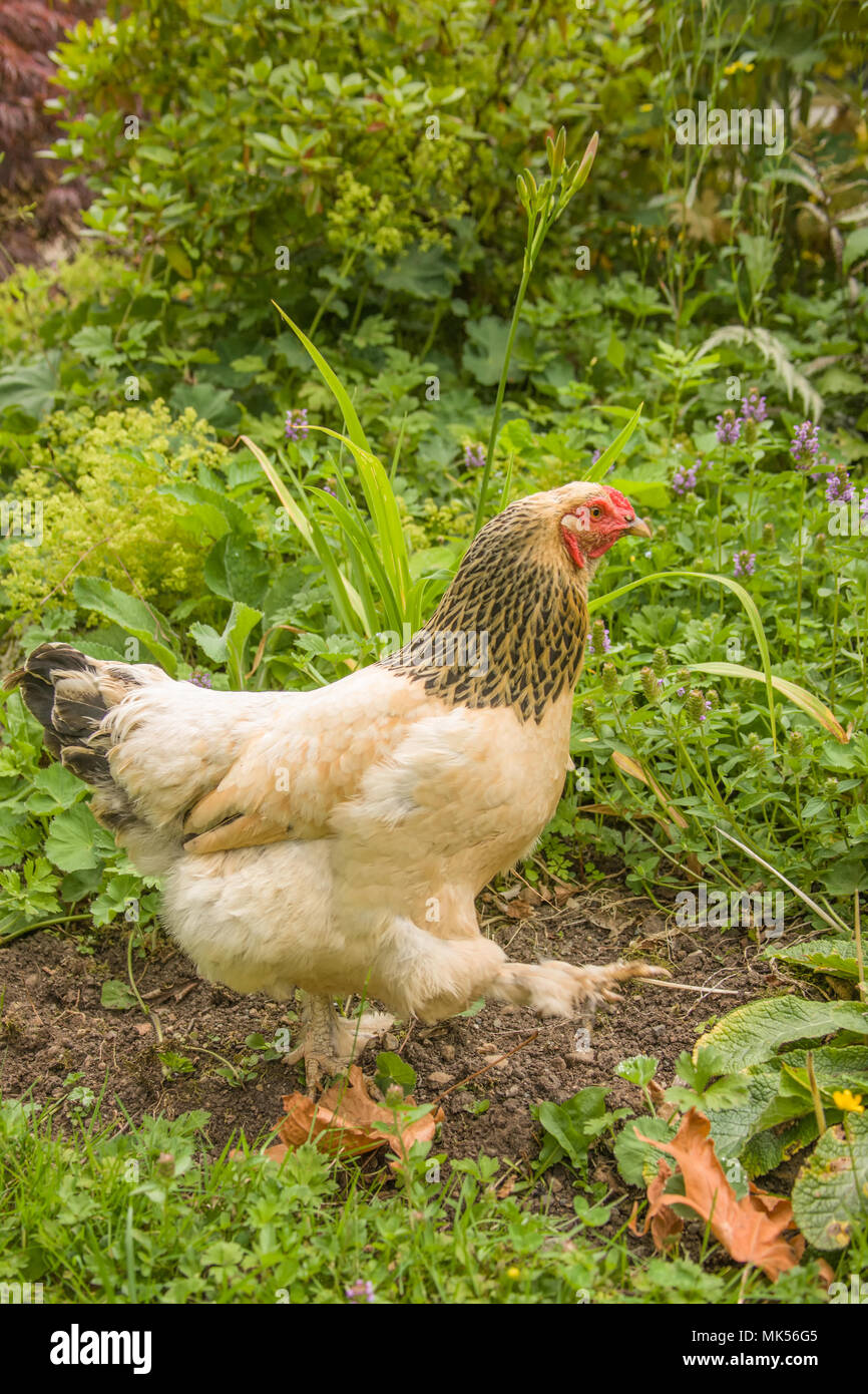 Issaquah, Washington, USA. Free-range Buff Brahma hen walking in a ...
