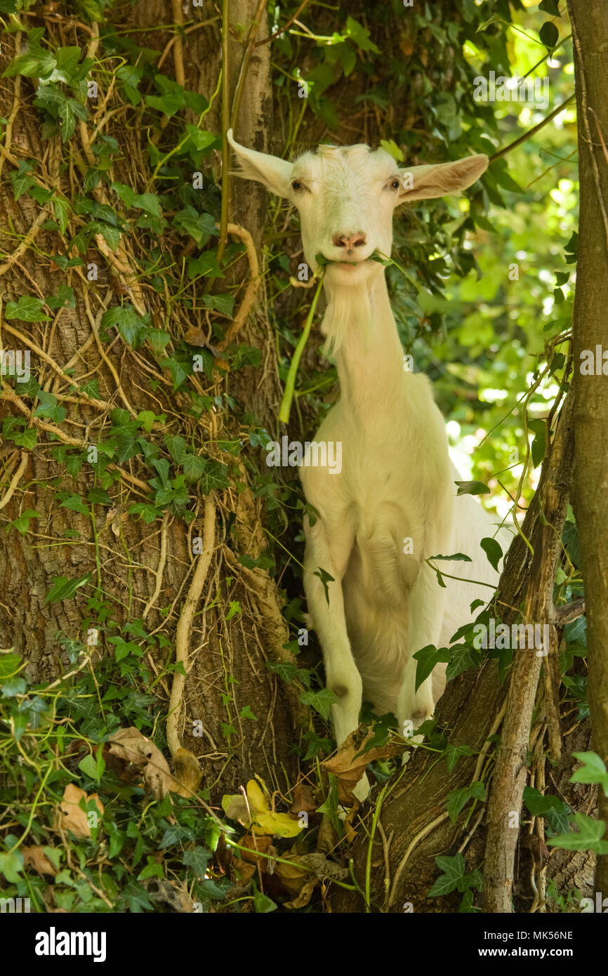 Goat by tree outdoors hi-res stock photography and images - Alamy
