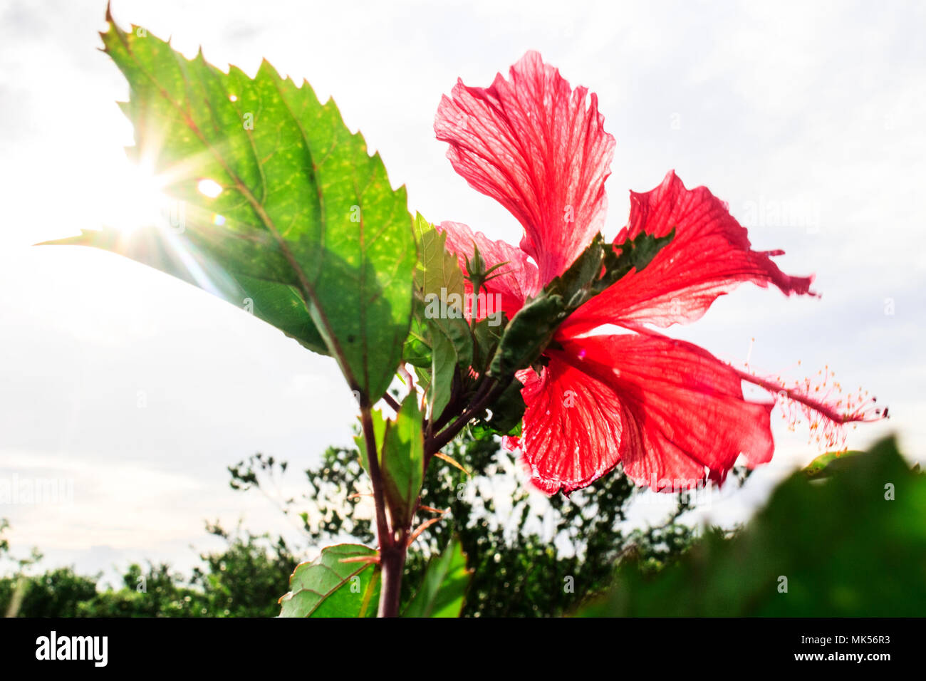 Sun Back Light of Red Hibiscus Flower in The Field Stock Photo - Alamy