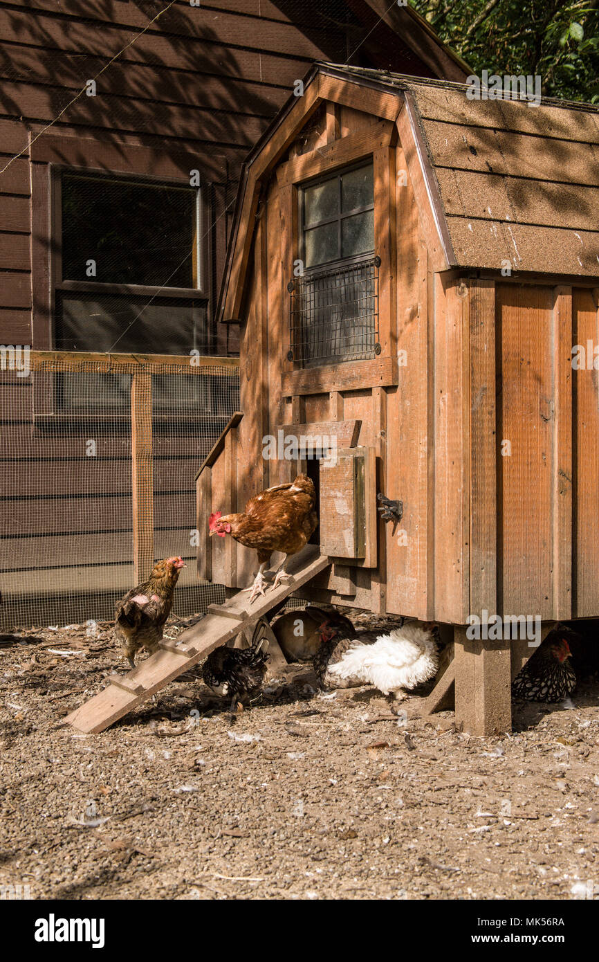 Issaquah, Washington, USA. Mixed breeds of chickens around a hand-made ...