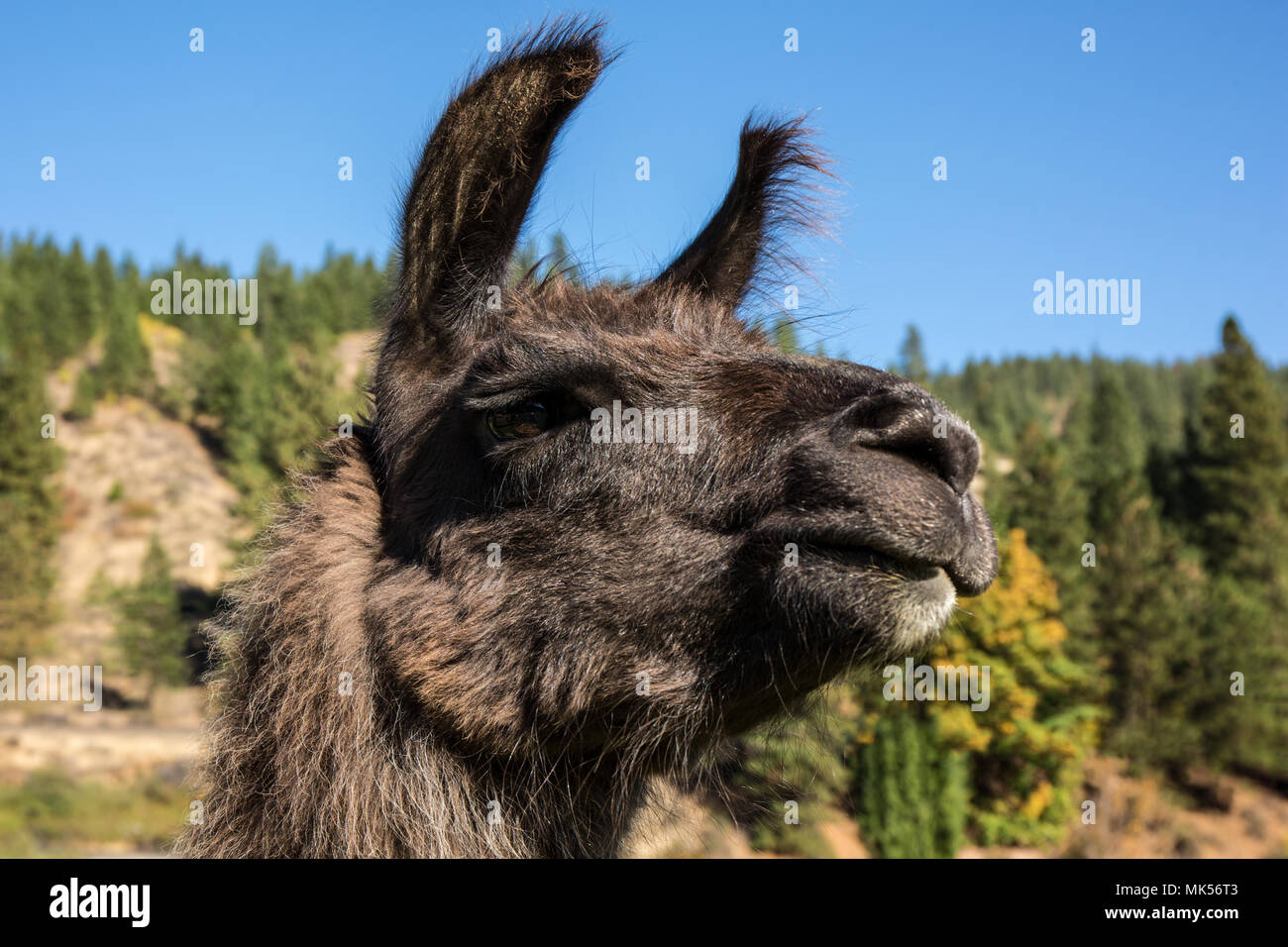Profile llama animal head hi-res stock photography and images - Alamy