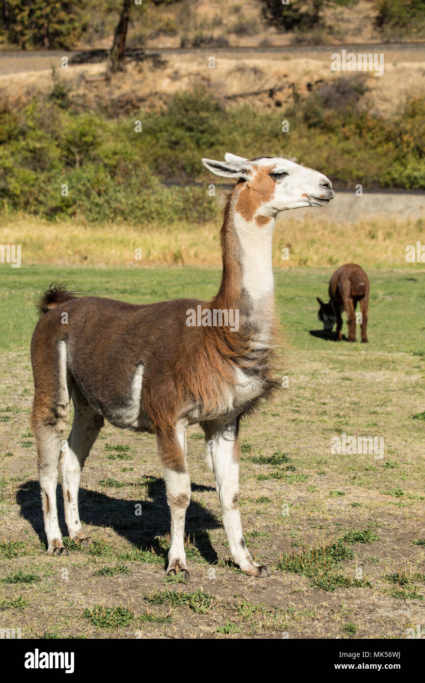 Leavenworth, Washington, USA. Alpacas feeding in the pasture at the ...