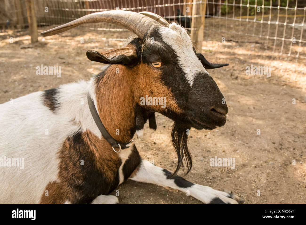 Profile goat hi-res stock photography and images - Alamy