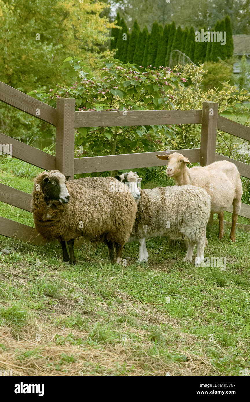 Woolly goat in enclosure hi-res stock photography and images - Alamy