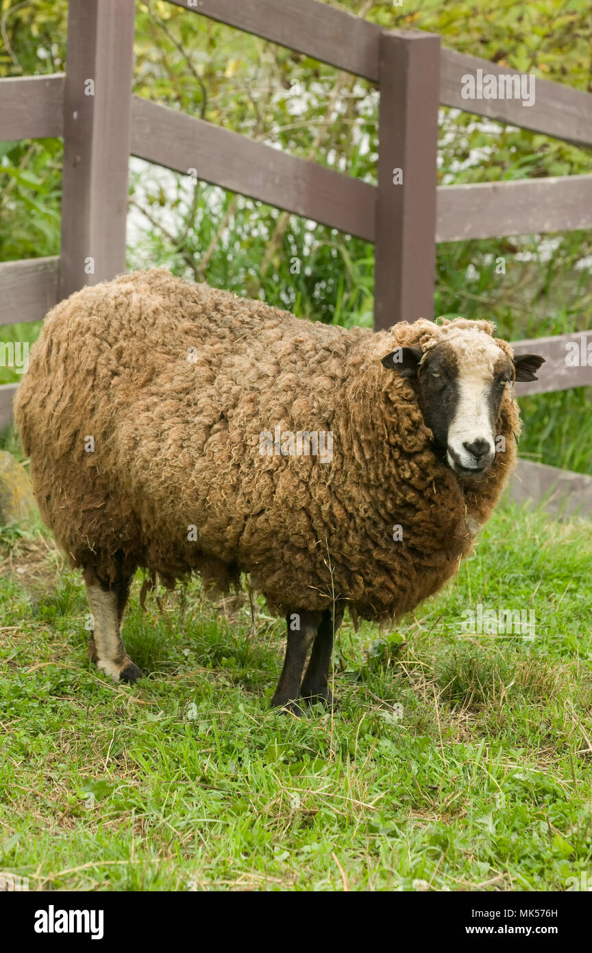 Fall City, Washington, USA. Jacob Sheep mixed breed in pasture by ...