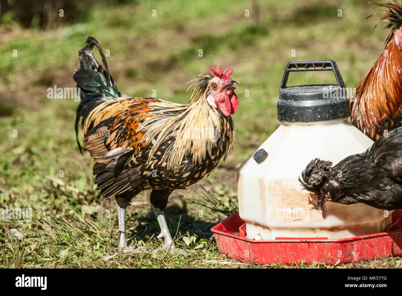 Carnation, Washington, USA. Golden Laced Polish rooster at a watering ...