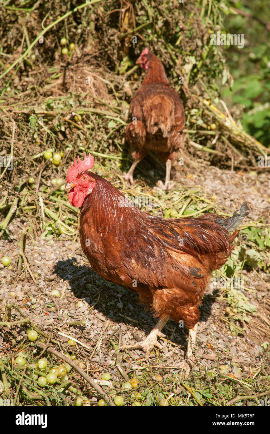Freedom Ranger Chickens