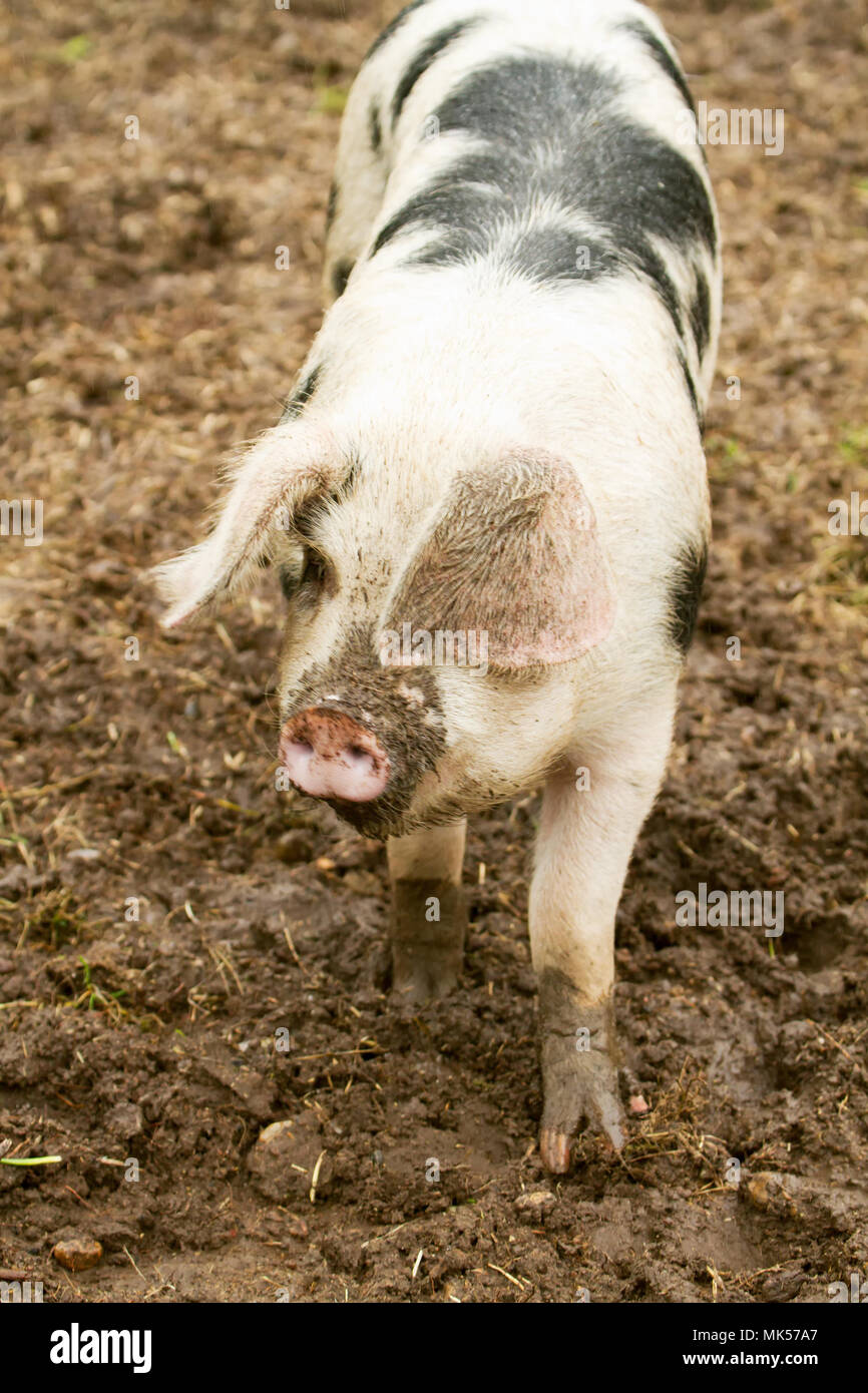 Gloucestershire old spot pig hi-res stock photography and images - Alamy