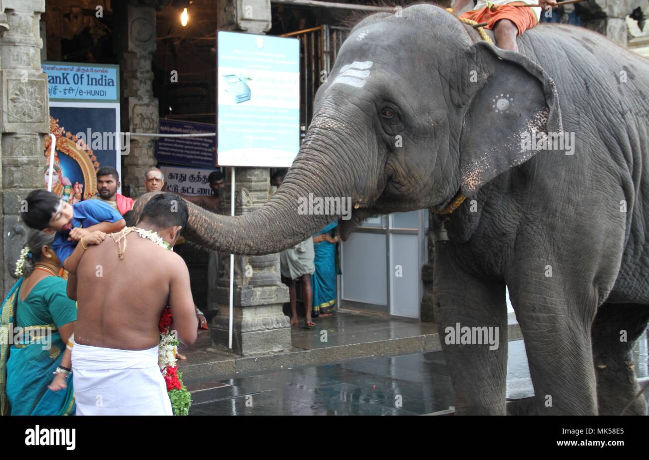 Temple elephant blessing child hi-res stock photography and images - Alamy