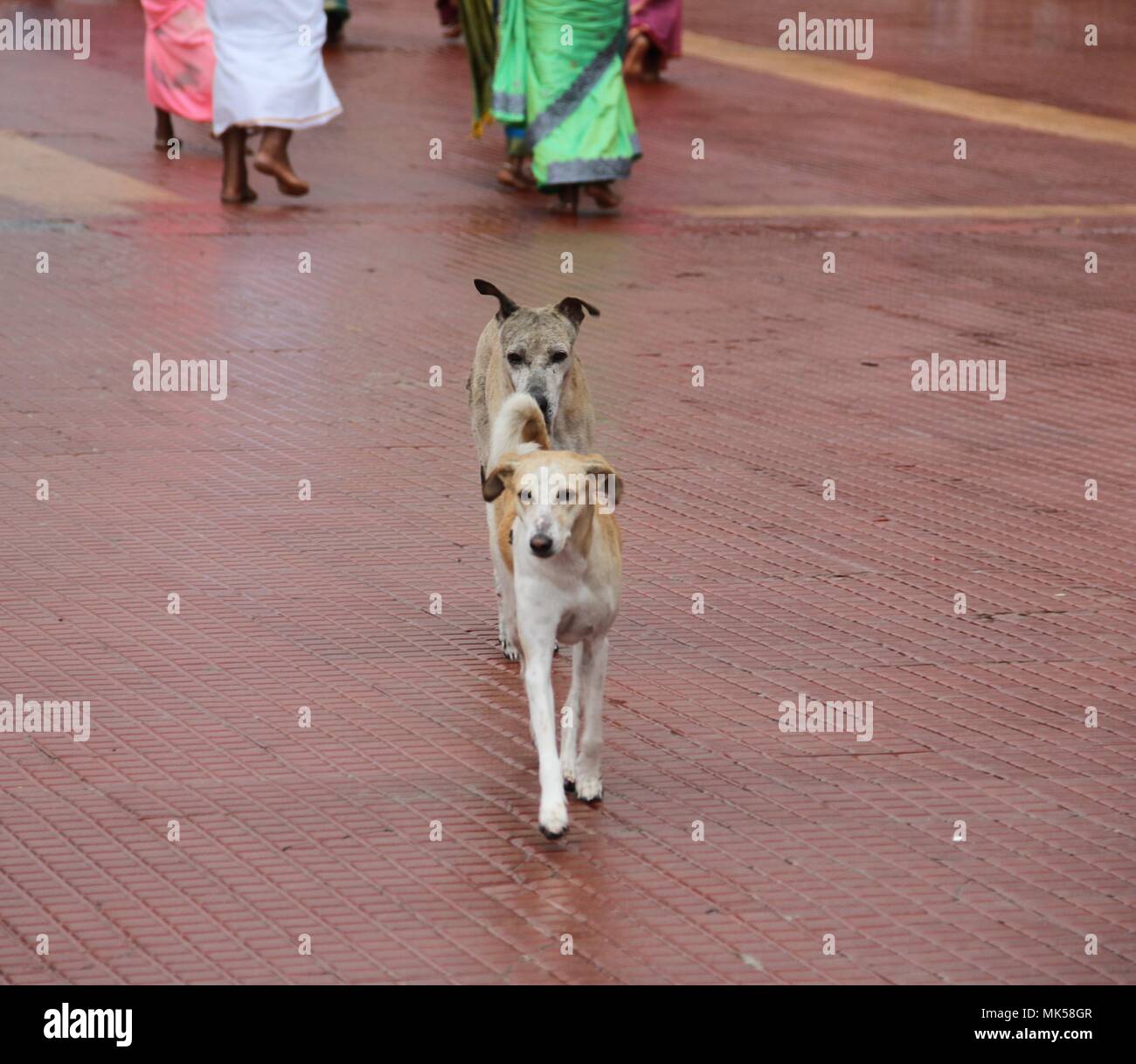 Follow the Leader Dog Stock Photo - Alamy