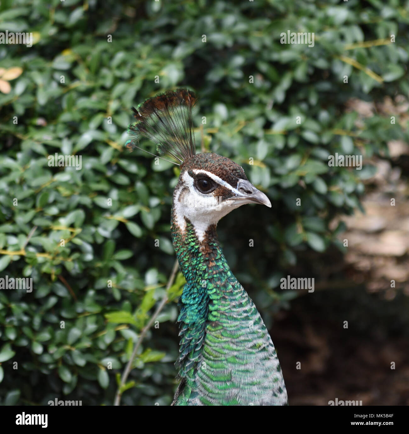 Peahen Female Peacock Head Shot Stock Photo - Alamy