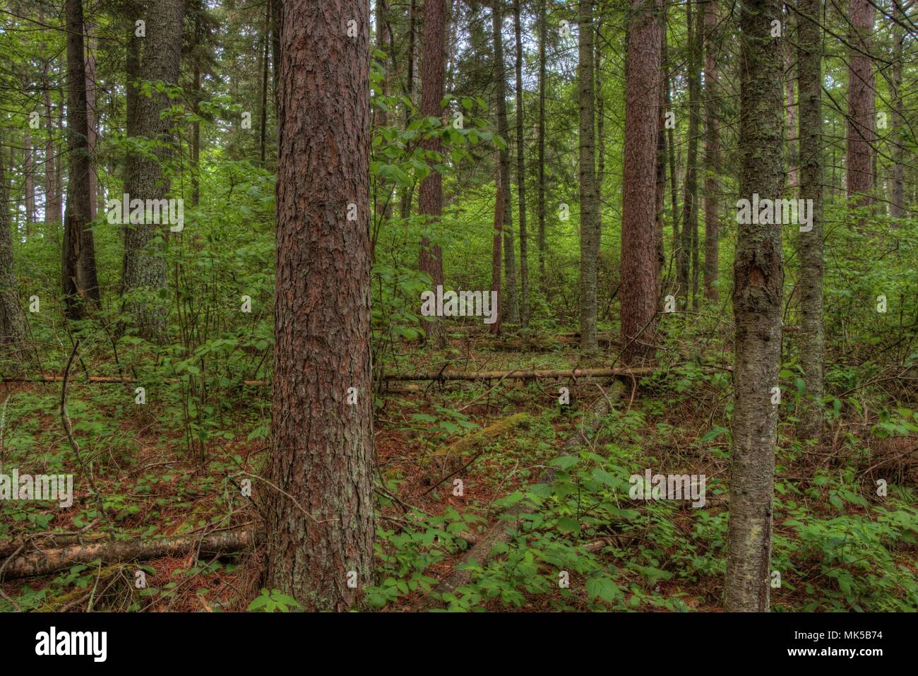 The Lost 40 in Northern Minnesota is a Nature Preserve that resulted ...