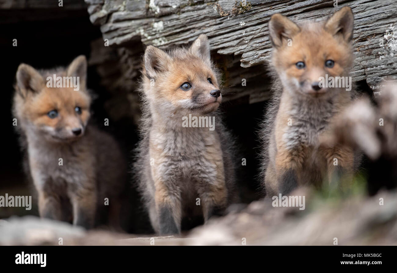 Red Fox Kit Stock Photo - Alamy