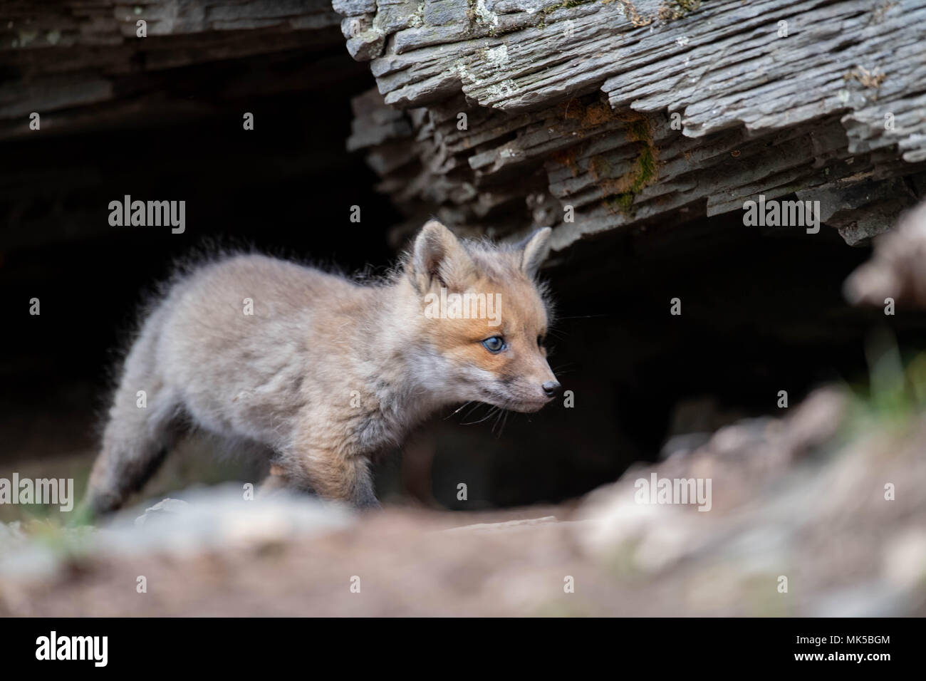 Red Fox Kit Stock Photo - Alamy