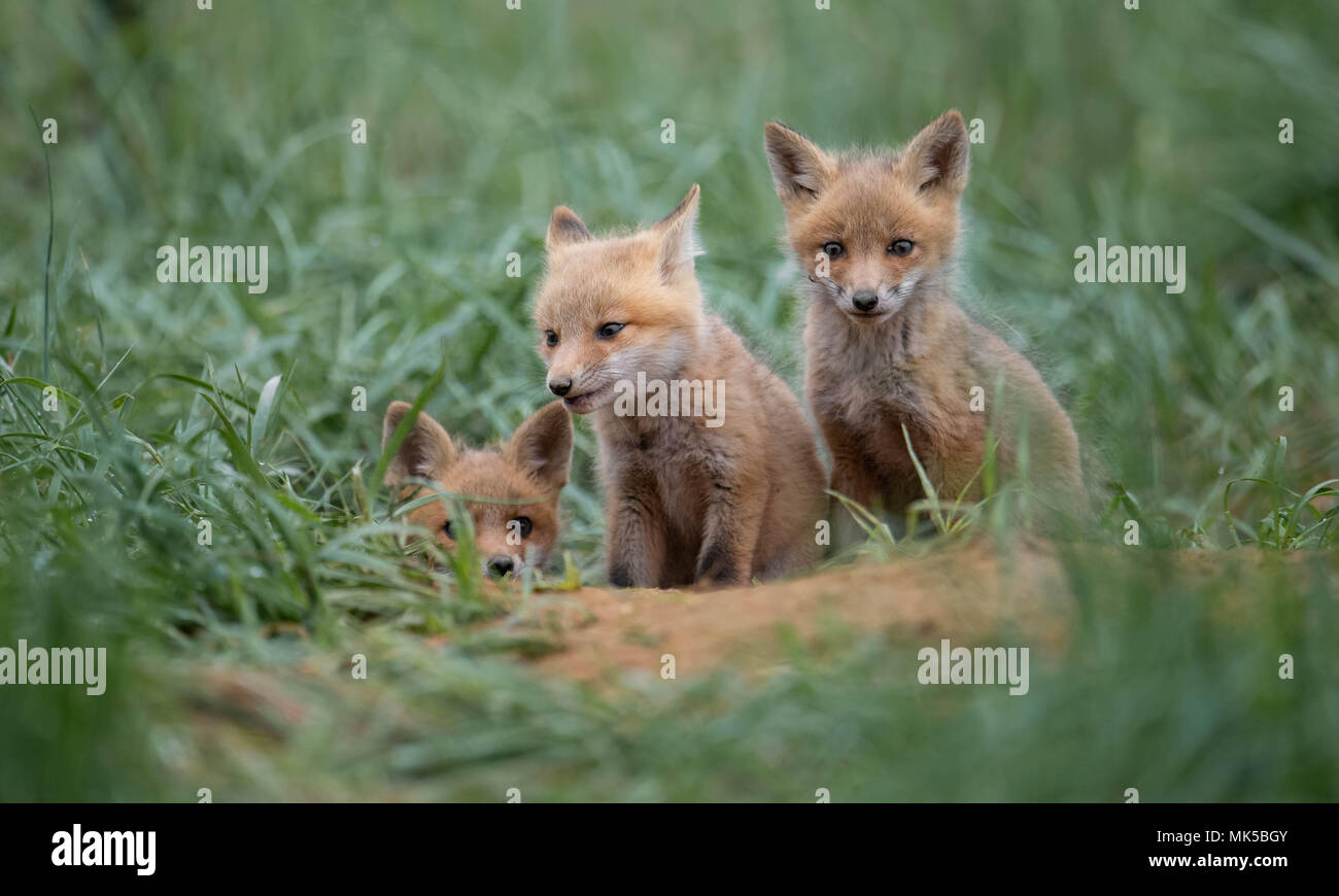 Red Fox Kit Stock Photo - Alamy