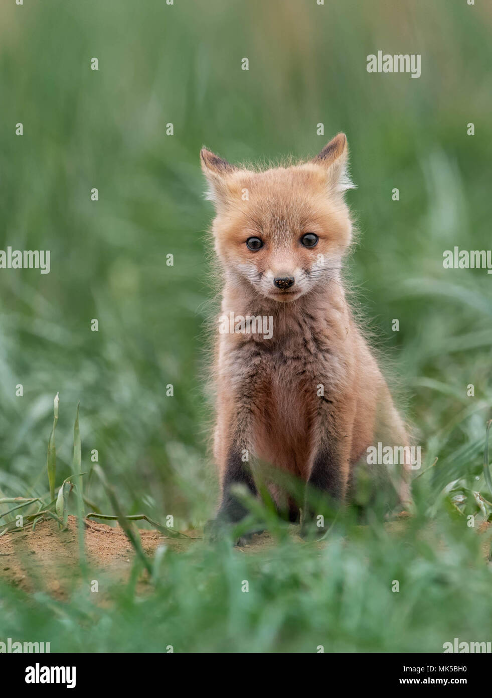 Red Fox Kit Stock Photo - Alamy