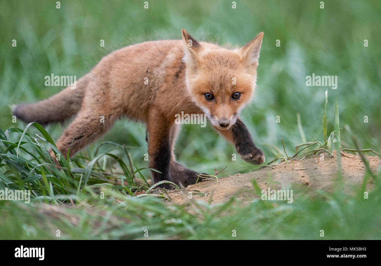 Red Fox Kit Stock Photo - Alamy