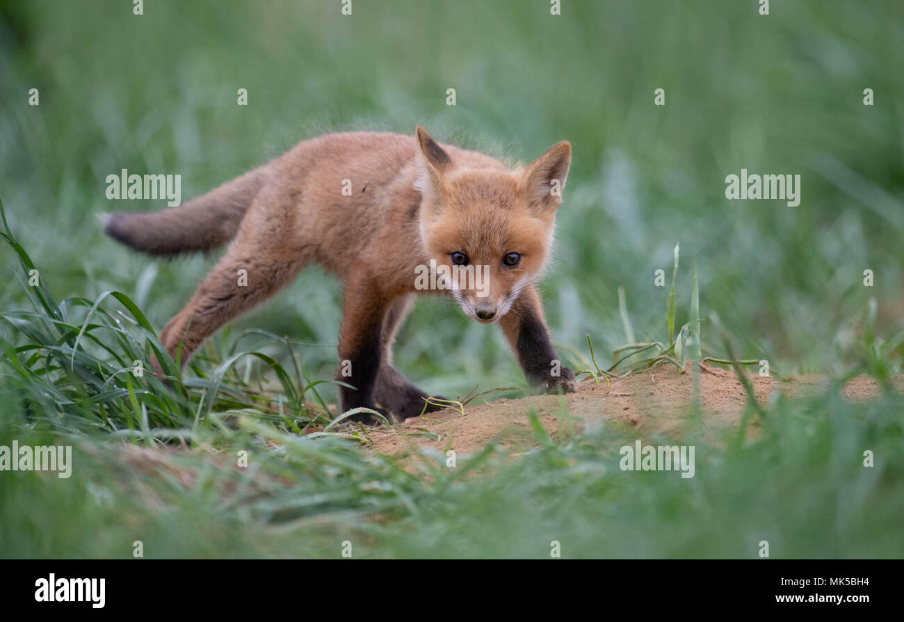 Red Fox Kit Stock Photo - Alamy