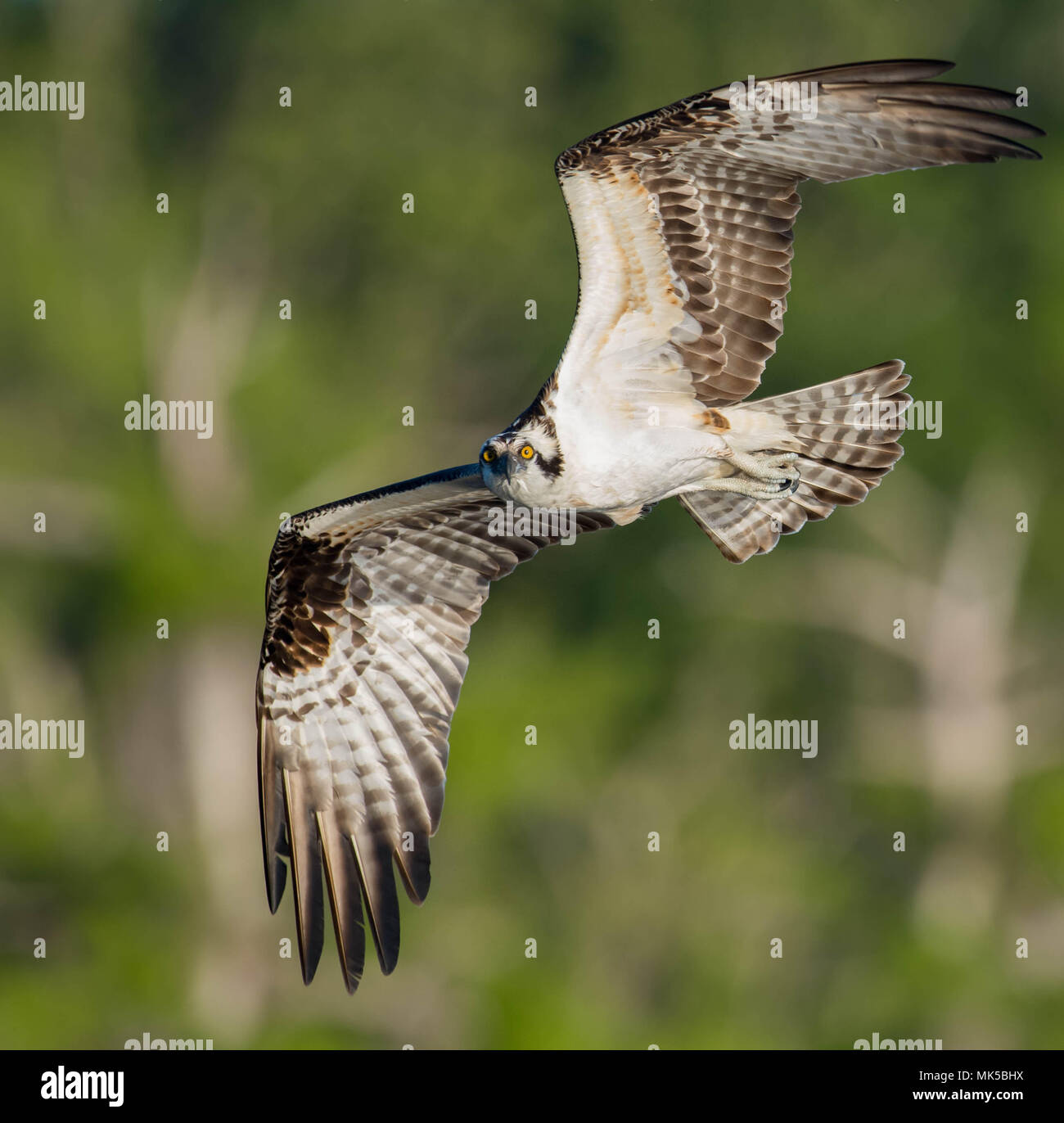 Osprey in Florida Stock Photo - Alamy
