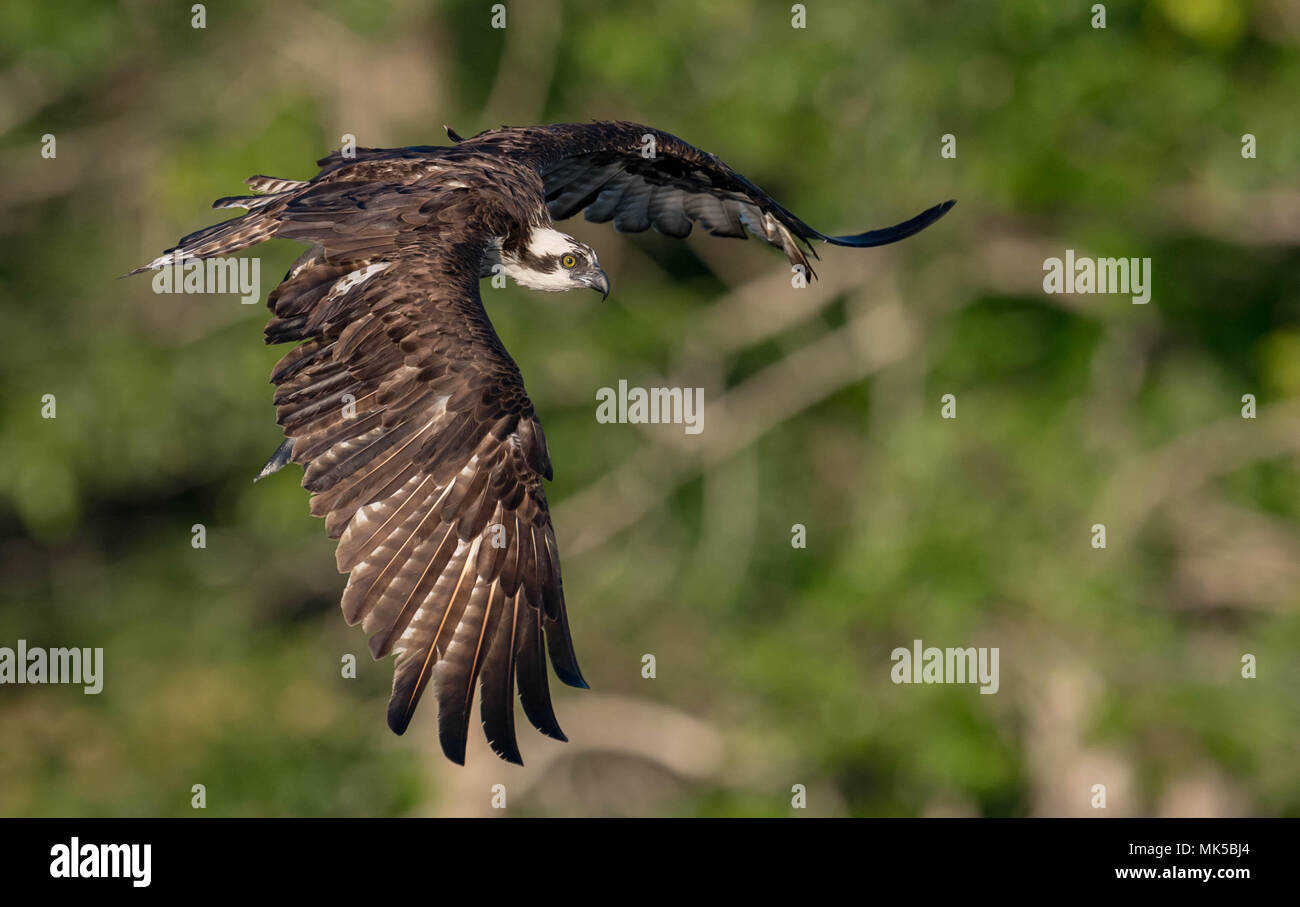 Baby osprey hi-res stock photography and images - Alamy